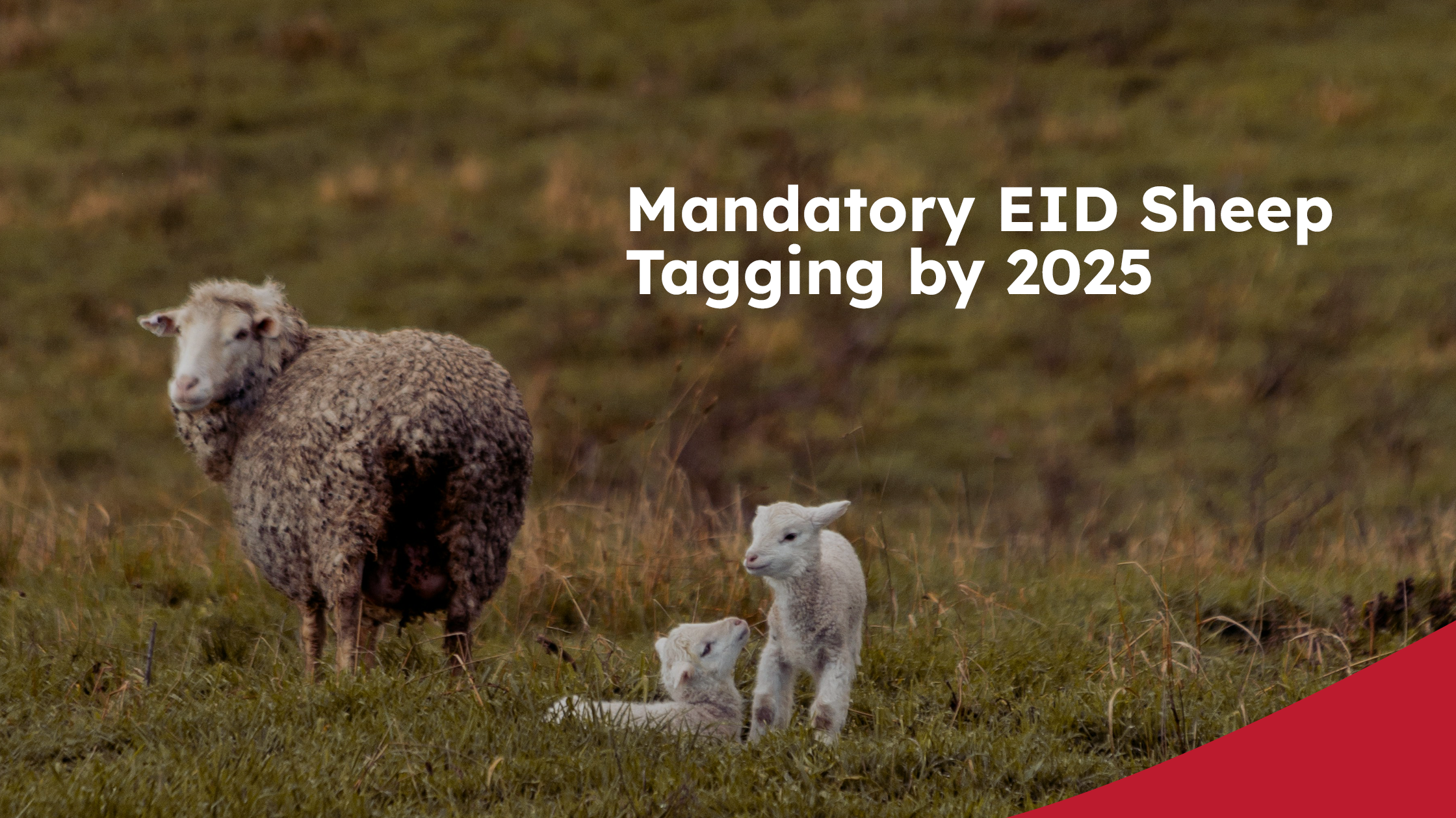 EID Sheep Tags: What Farmers Need to Know for 2025 – Yolla Ear Tags