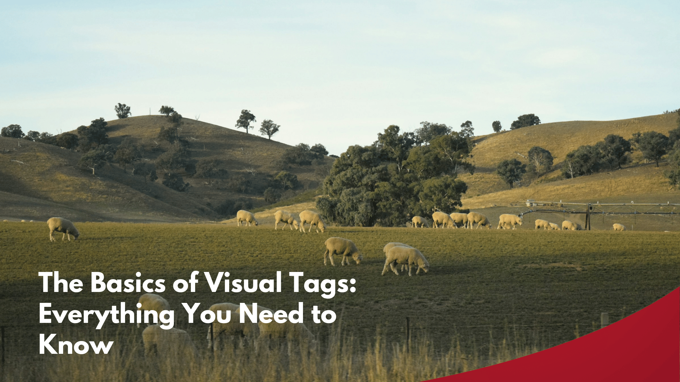 The Basics of Visual Ear Tags: A Guide for Livestock Farmers – Yolla ...