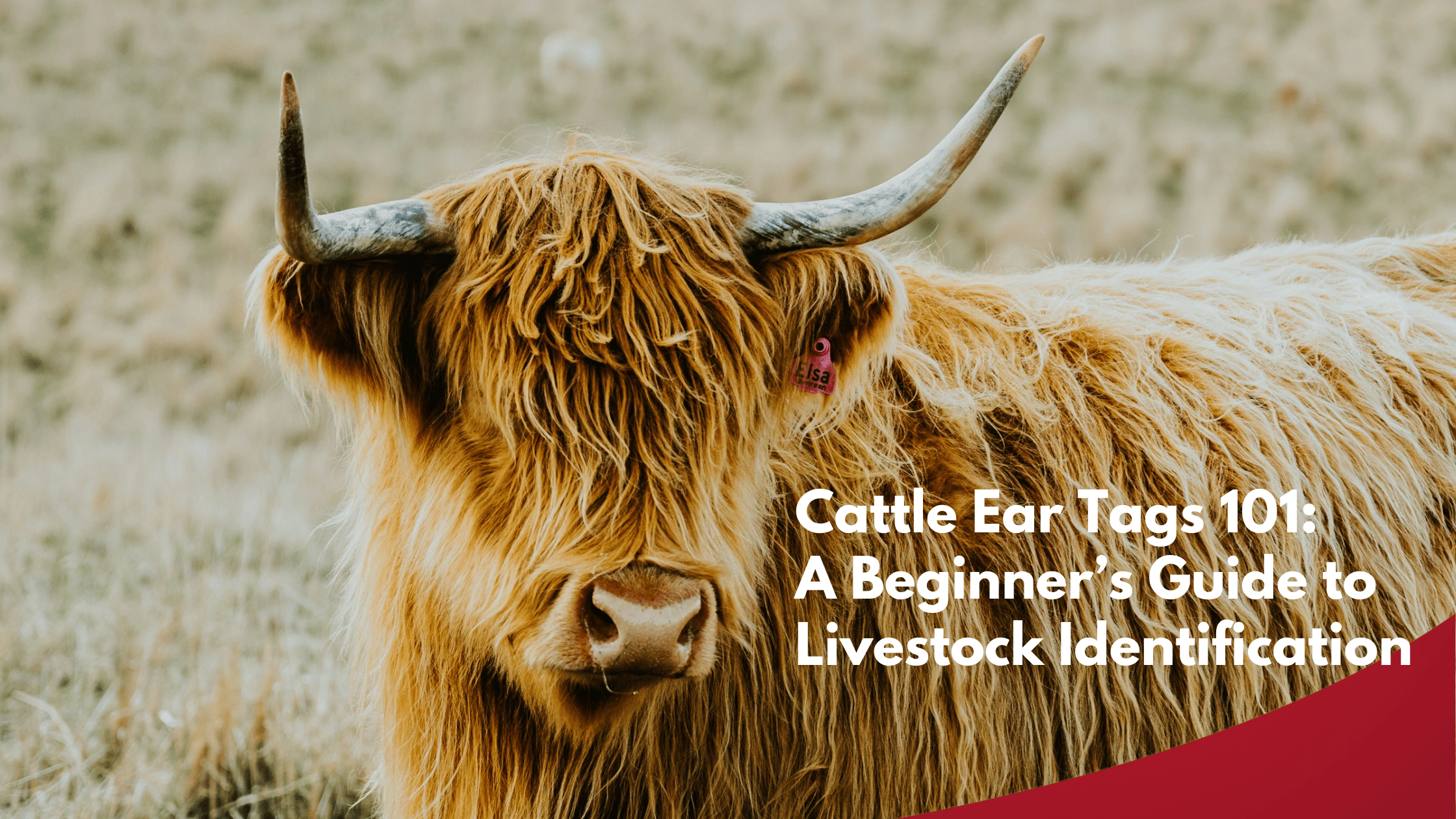 Cattle Ear Tags 101: A Guide to Livestock Identification – Yolla Ear Tags