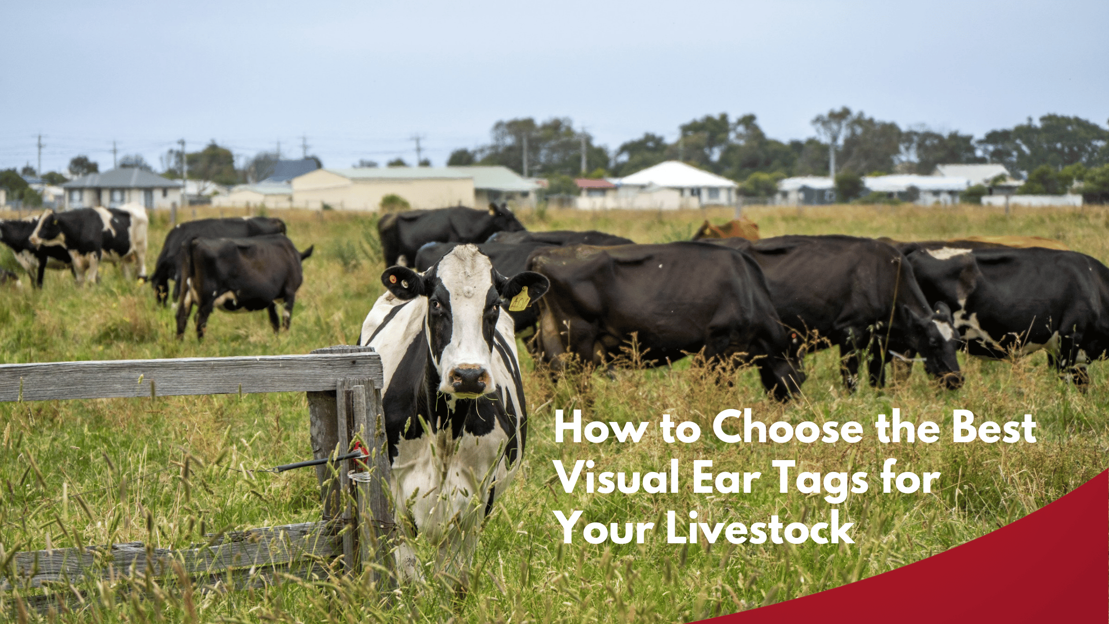How to Choose the Best Visual Ear Tags for Livestock – Yolla Ear Tags