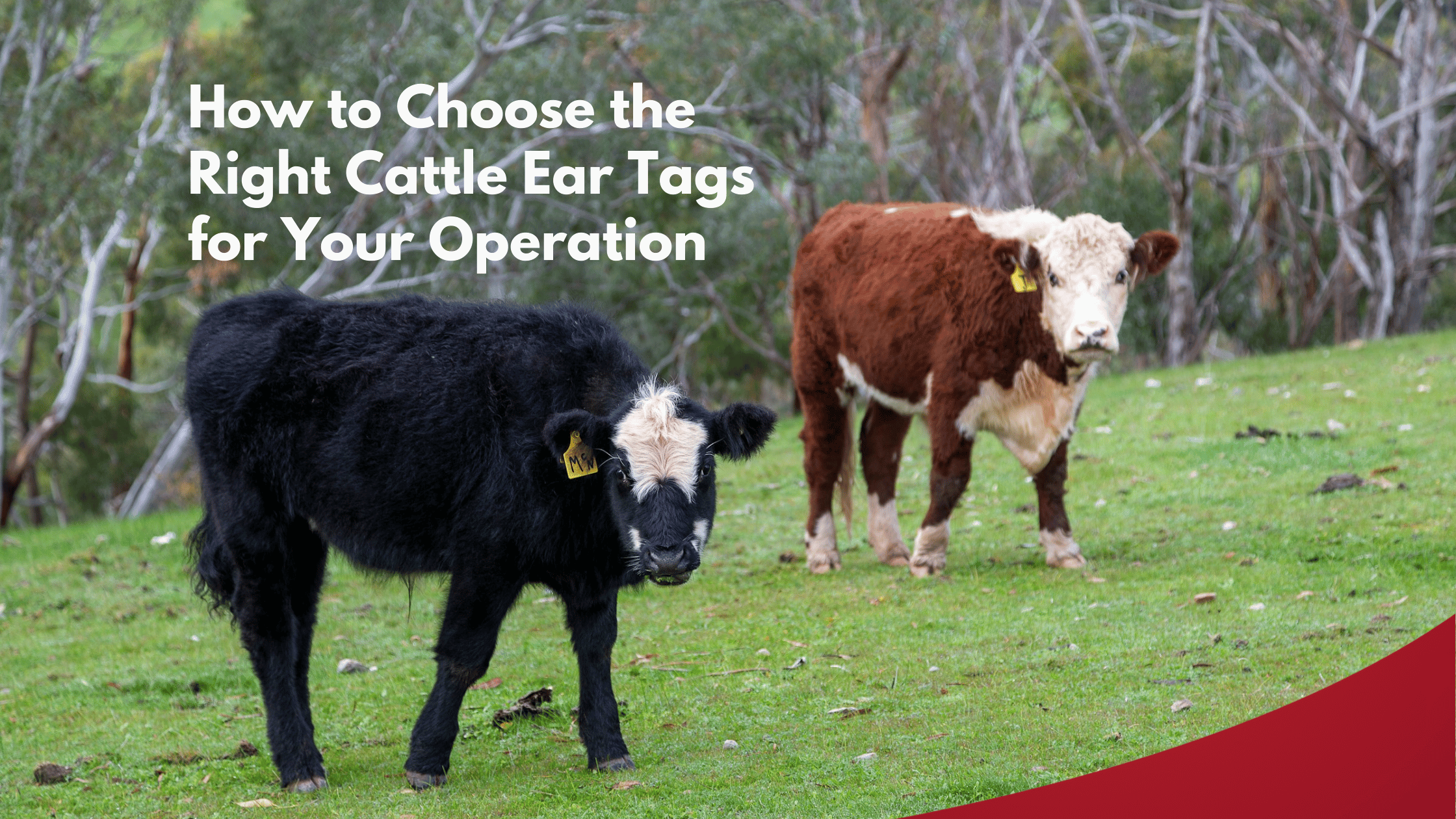 How to Choose the Right Cattle Tags for Your Operation – Yolla Ear Tags