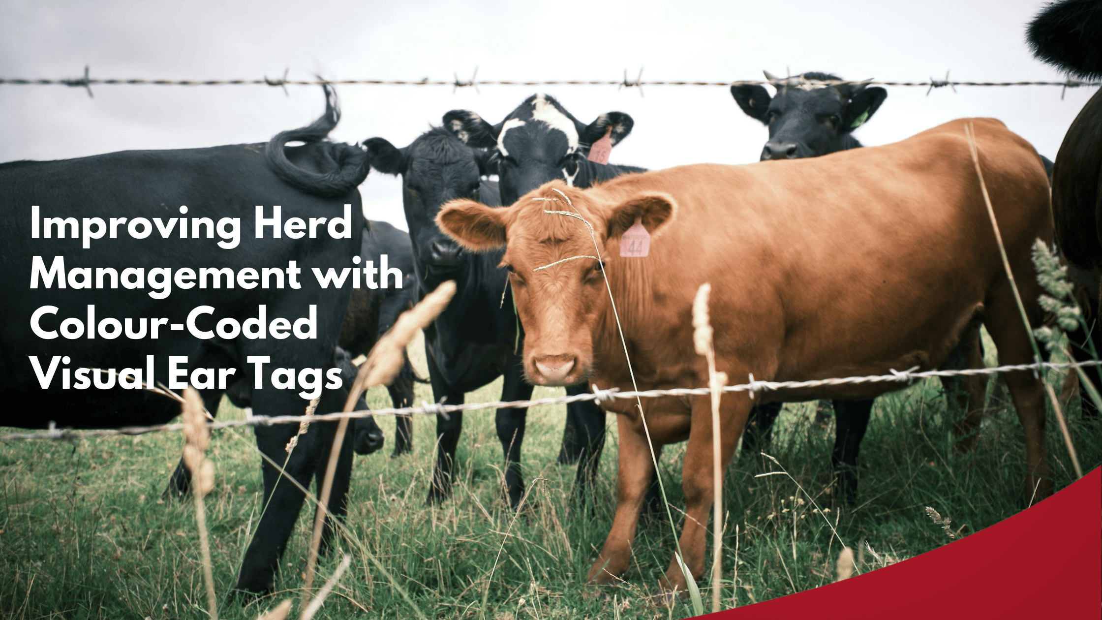 Improving Herd Management with Colour-Coded Ear Tags – Yolla Ear Tags