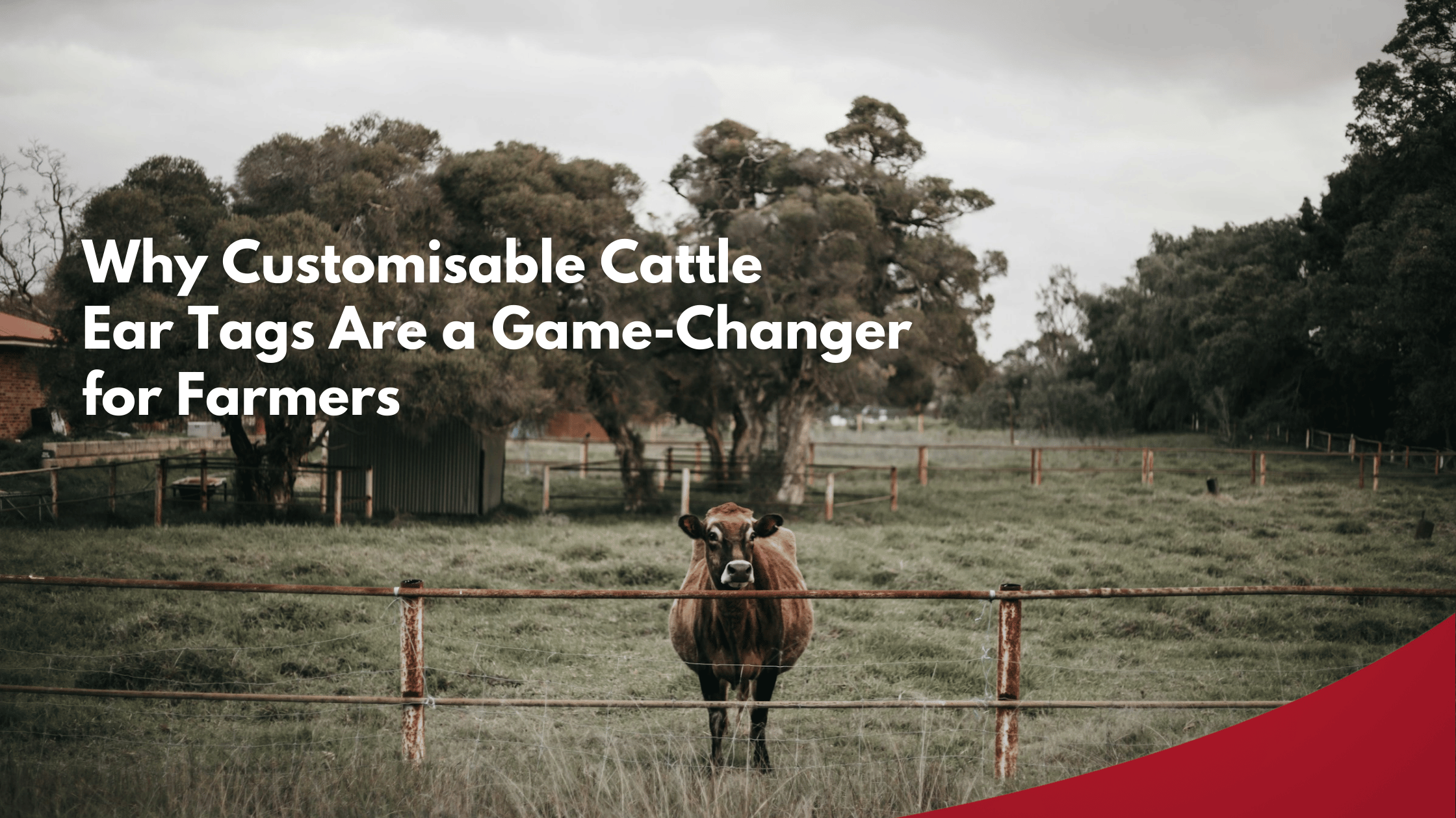 Benefits of Customisable Cattle Ear Tags – Yolla Ear Tags