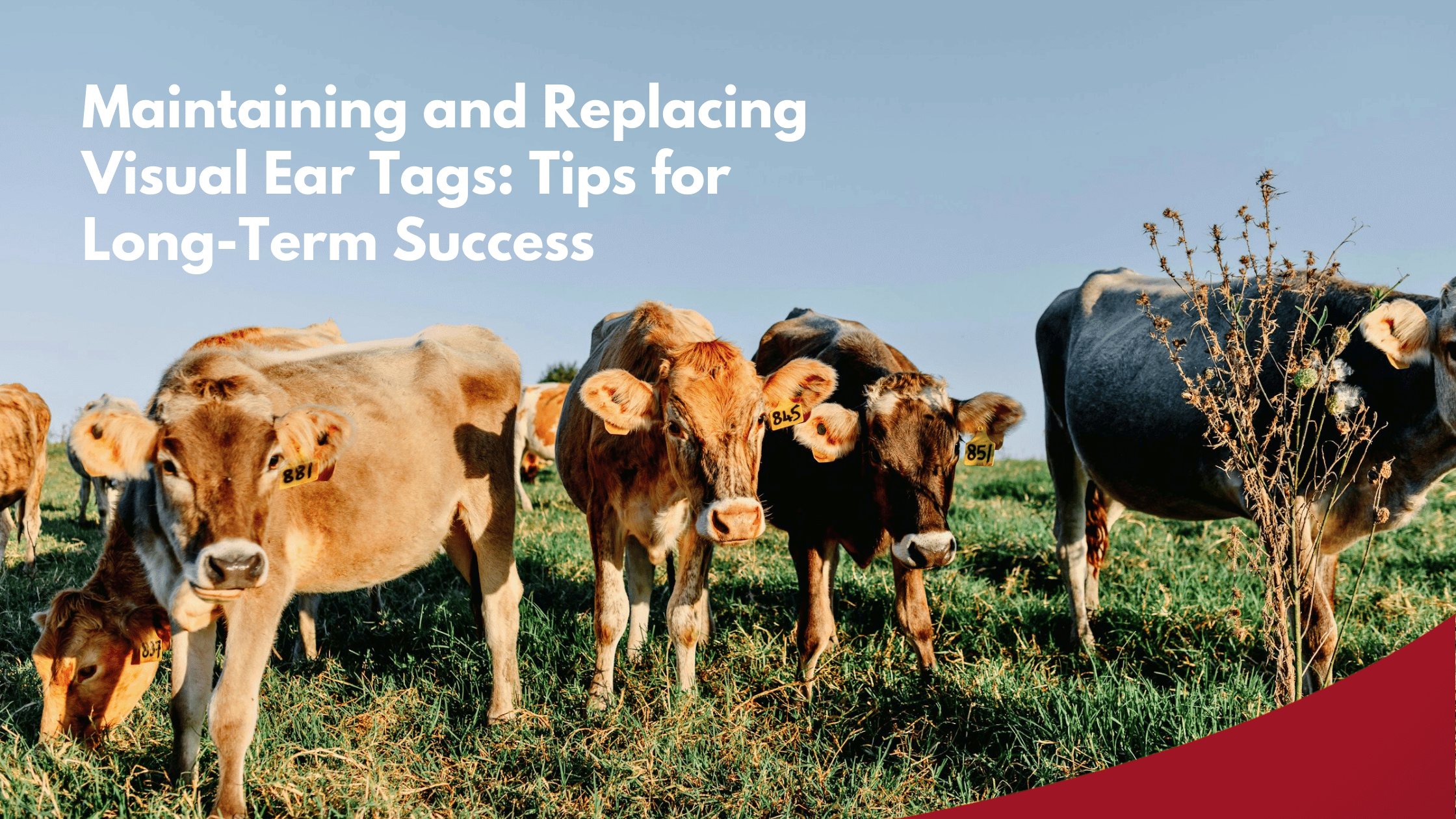 Maintaining & Replacing Visual Ear Tags: Best Practices – Yolla Ear Tags