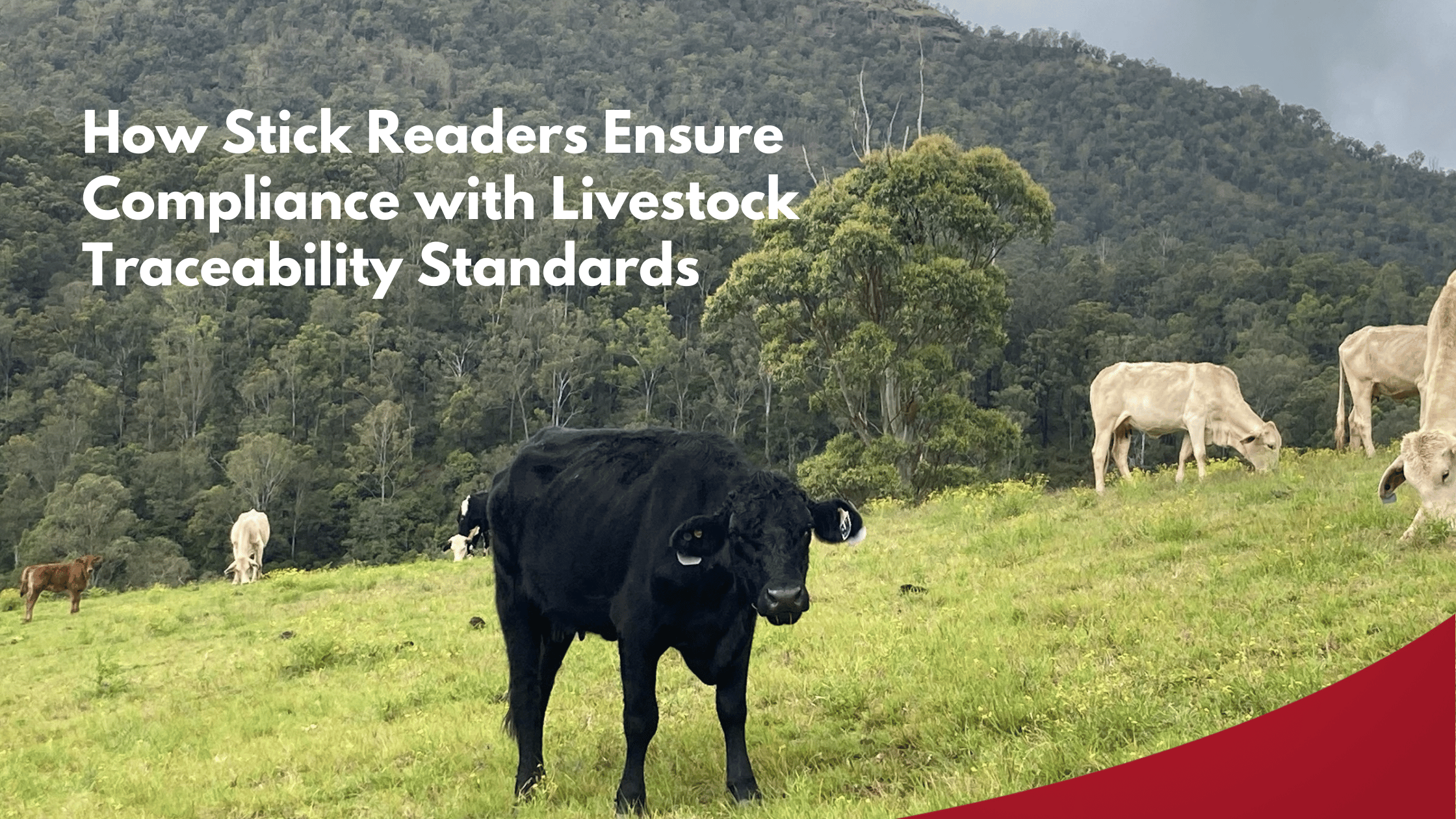 How Stick Readers Help Comply with Traceability Standards – Yolla Ear Tags
