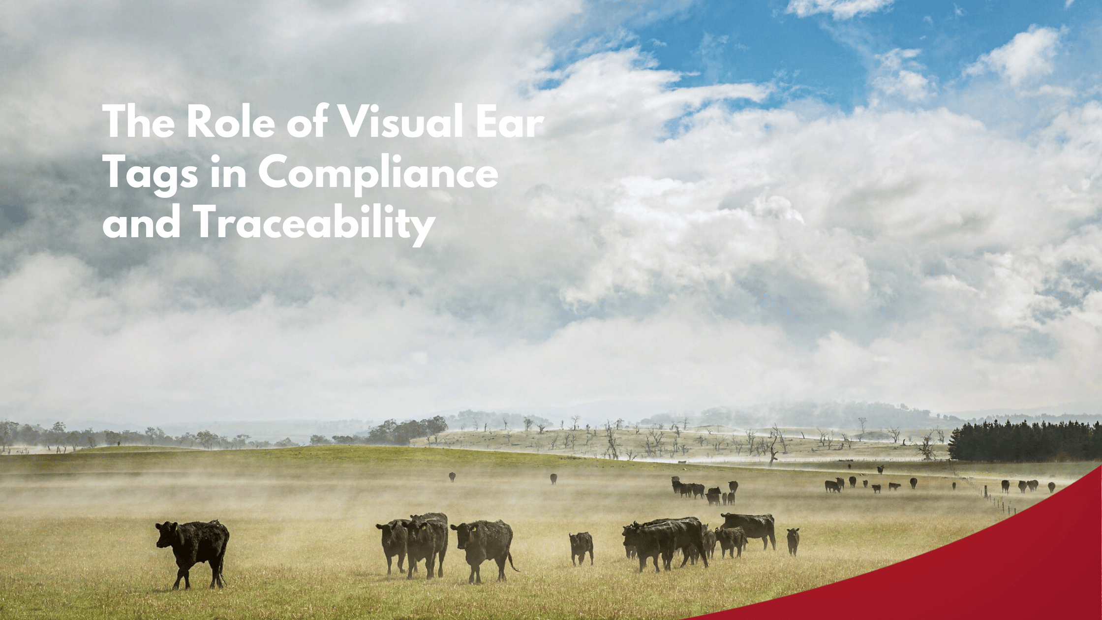 The Role of Visual Ear Tags in Compliance & Traceability – Yolla Ear Tags