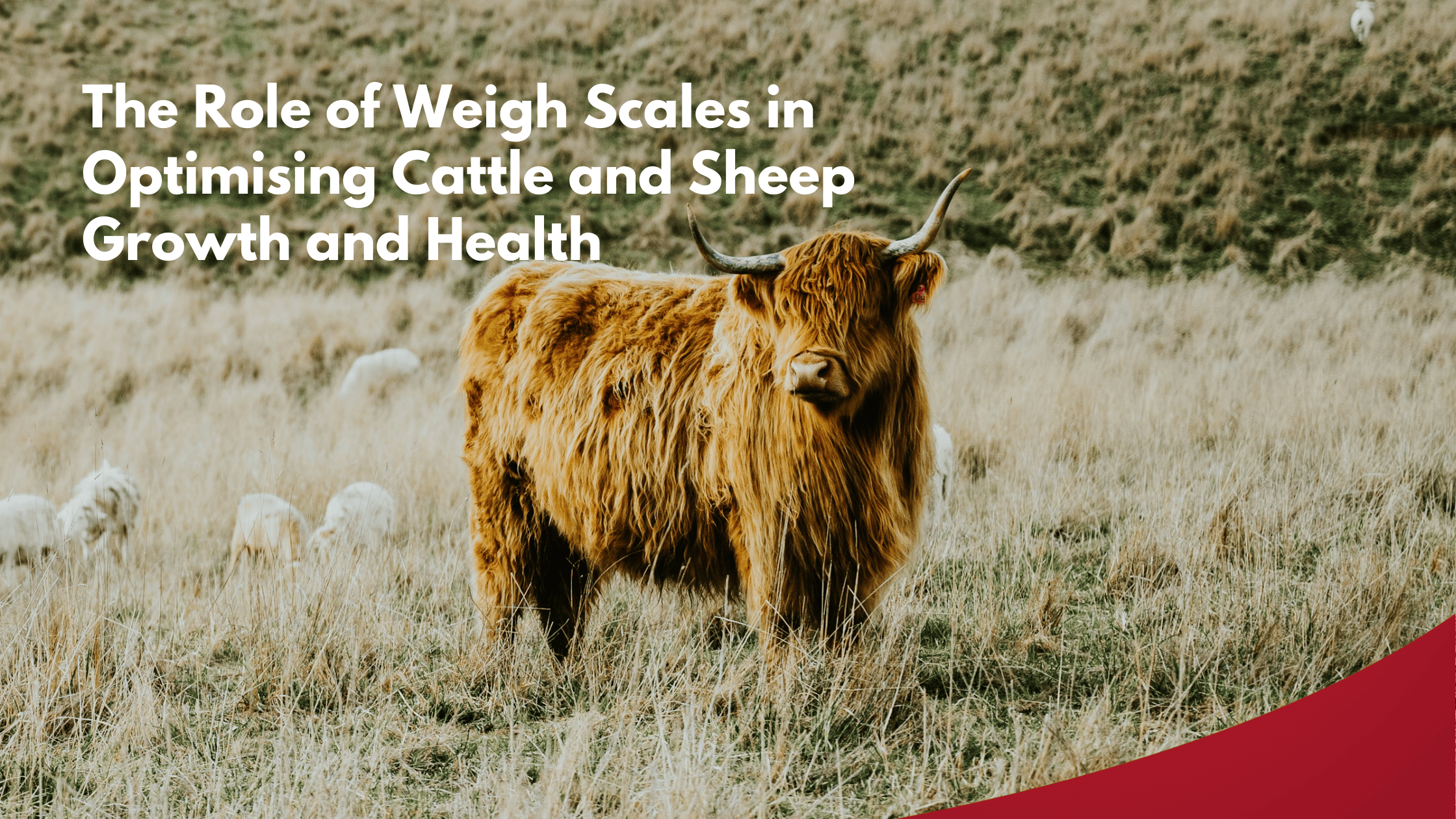 Optimising Cattle and Sheep Health with Weigh Scales – Yolla Ear Tags