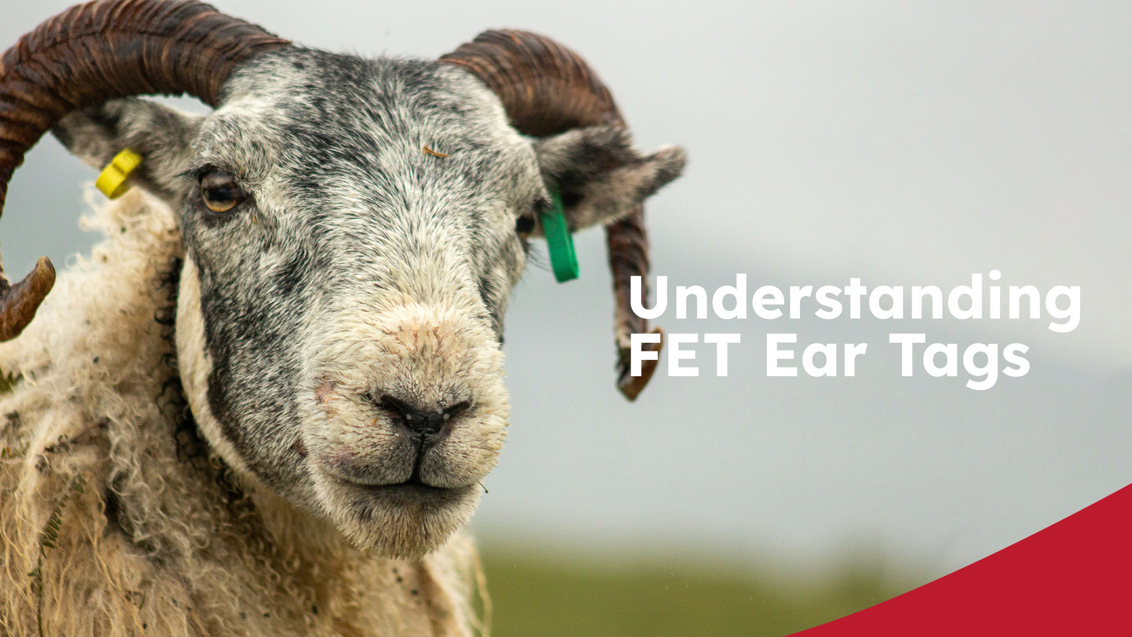 Understanding FET Tags | Yolla Ear Tags